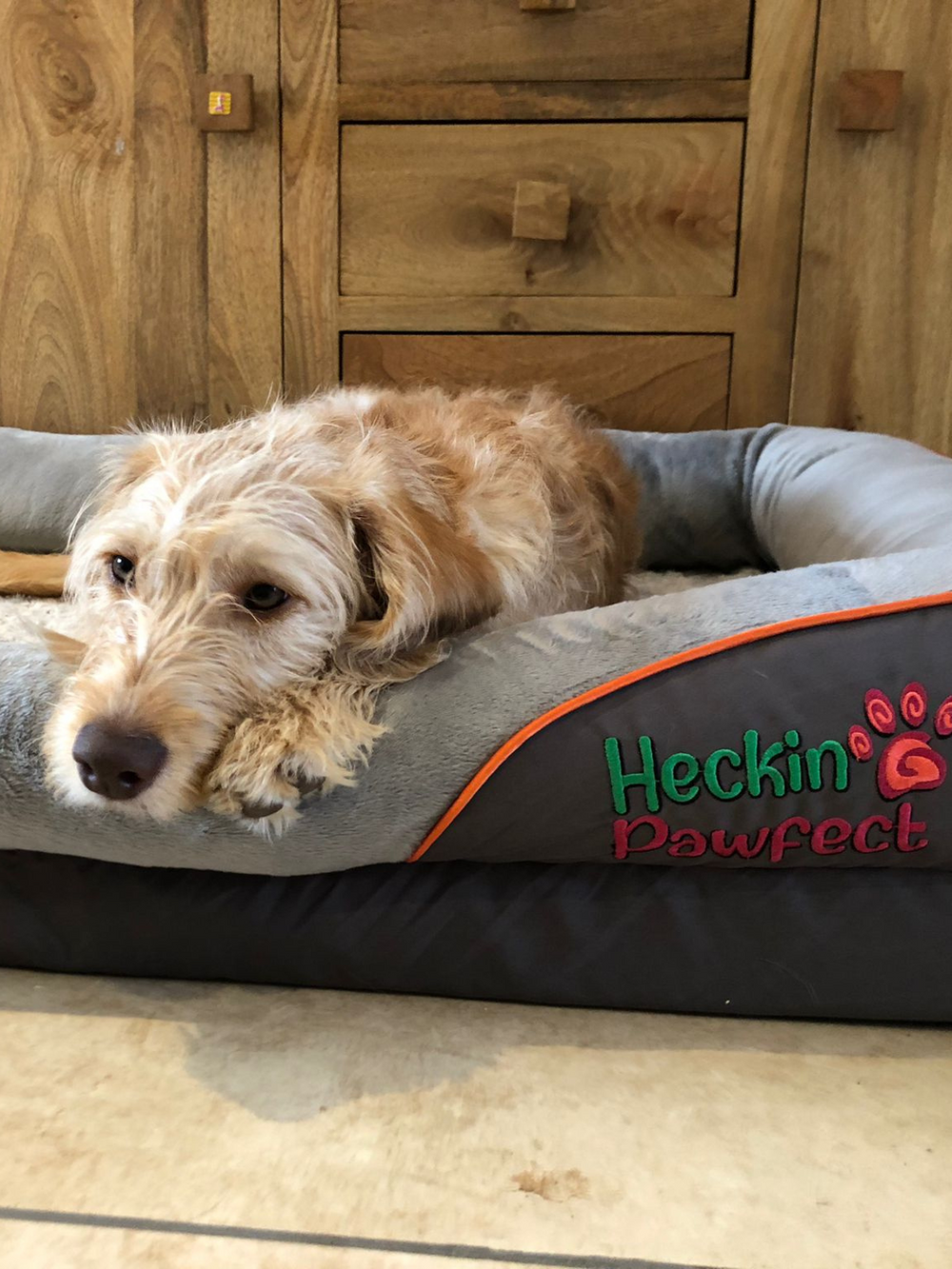 Heckin Pawfect Dog Supplies